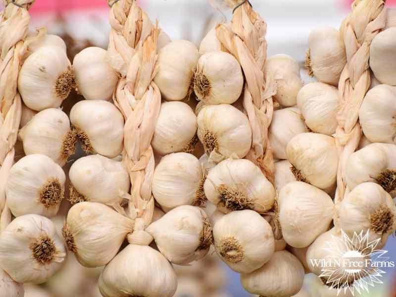 Unraveling the Secrets of Hardneck Garlic vs Softneck Garlic: The Key ...